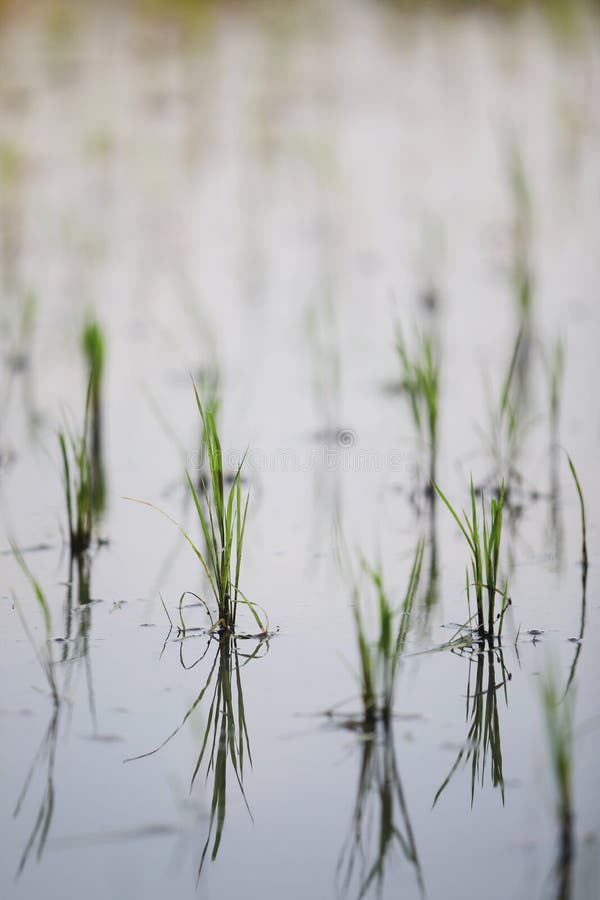 Green Head Rice Plant Wheat on Water Stock Photo - Image of cereals ...