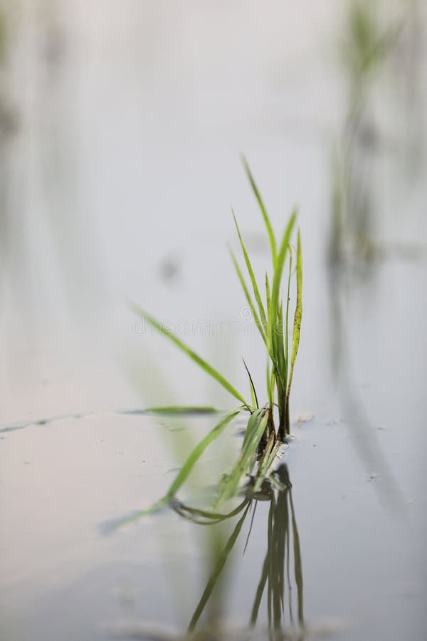 Green Head Rice Plant Wheat on Water Stock Photo - Image of small ...
