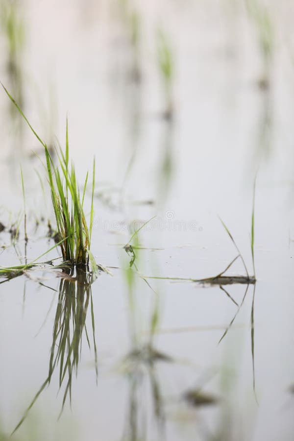Green Head Rice Plant Wheat on Water Stock Photo - Image of closeup ...