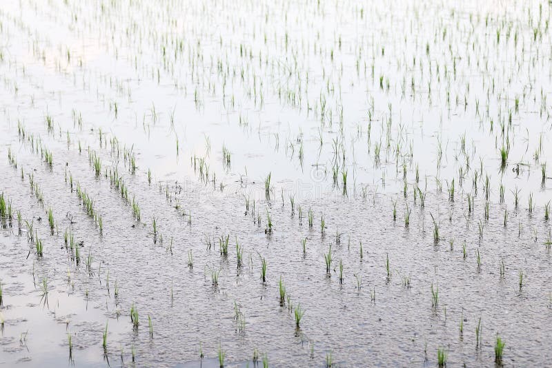 Green Head Rice Plant Wheat on Water Stock Photo - Image of natural ...