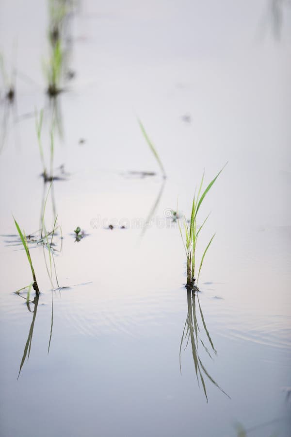 Green Head Rice Plant Wheat on Water Stock Image - Image of grains ...