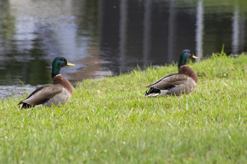 Two mallard ducks stock photo. Image of bird, florida - 178072252