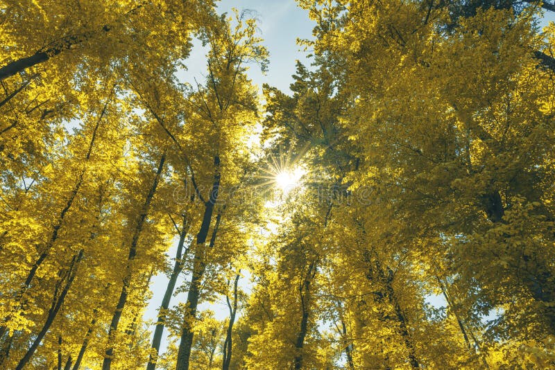 Green and Healthy Forest an Important Part of Our Ecosystem Stock Photo ...