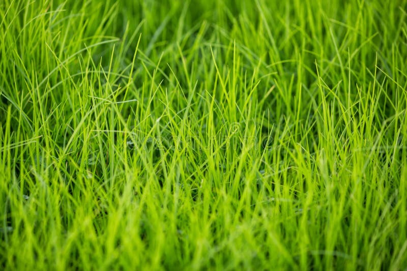 Blade Of Grass Texture