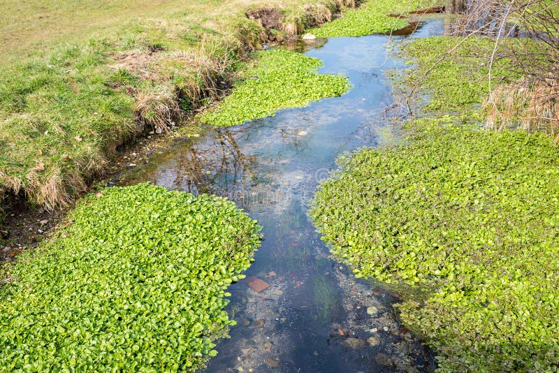 Green Healthy Herb Watercress Grows in the Flowing Stream Stock Photo ...