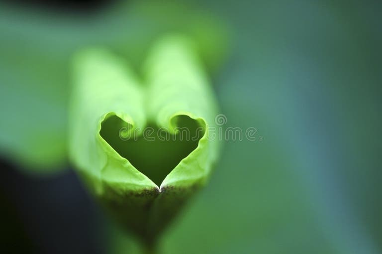 179 Green Arrow Marriage Comics Stock Photos - Free & Royalty-Free ...