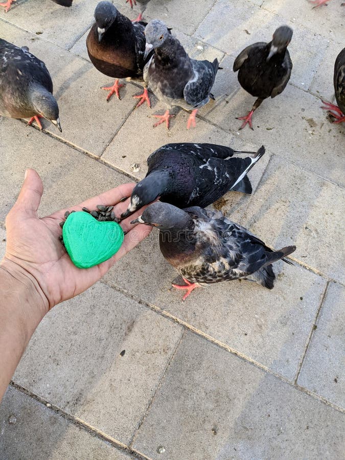 Green Heart in Hand and City Doves Stock Photo - Image of waterfowl ...