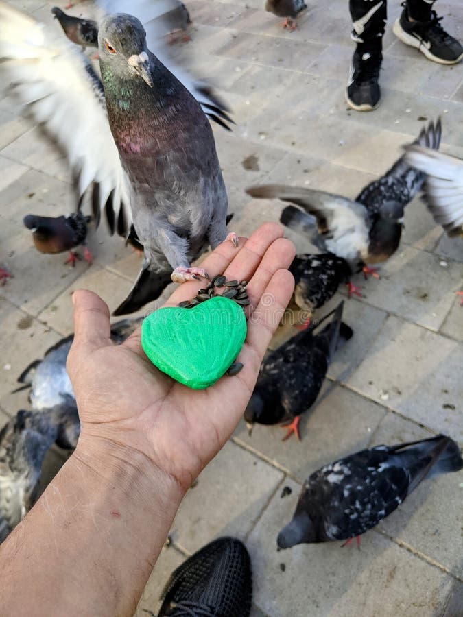 Green Heart in Hand and City Doves Stock Image - Image of waterfowl ...