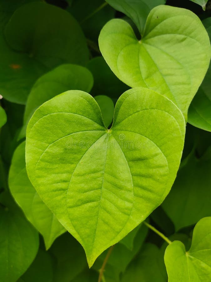 Green Heart-shaped Leaves in the Garden Stock Photo - Image of ...