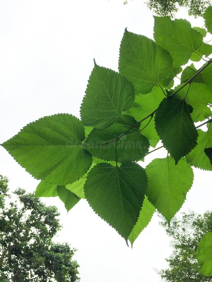 Linden tree stock photo. Image of green, circa, tree - 255002024