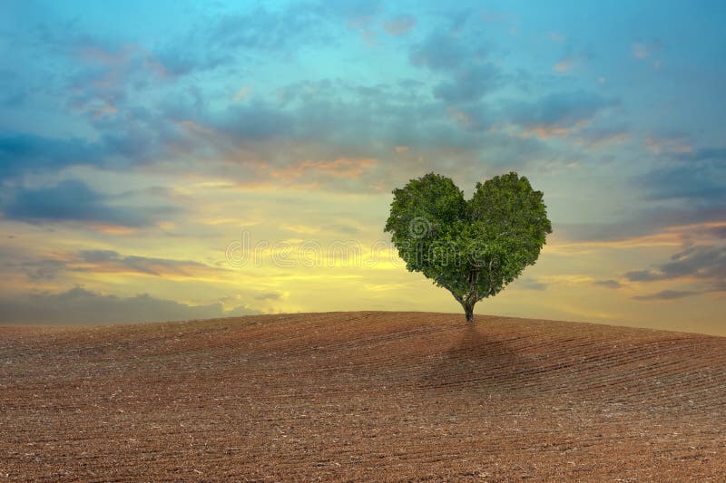 Green heart shaped tree stock image. Image of shaped - 151275077