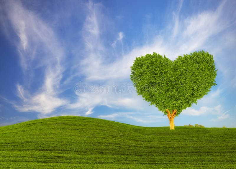 Green Heart-shaped Tree on a Spring Meadow Stock Image - Image of ...