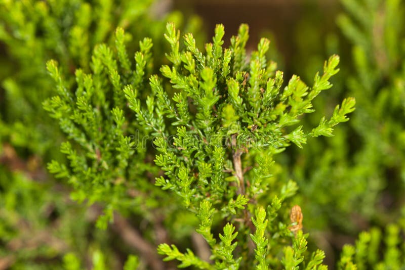 Green heather stock image. Image of heather, season, outdoors - 25287787