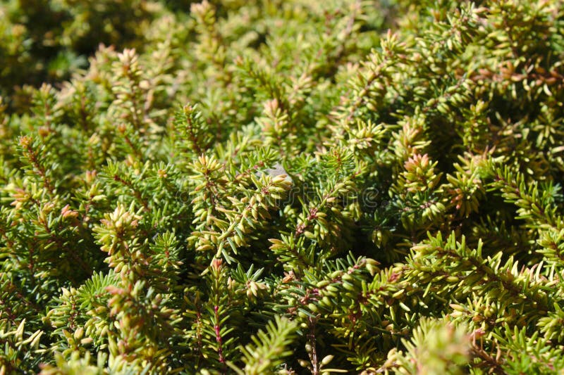 Green Heather in the Garden Stock Image - Image of garden, flowers ...