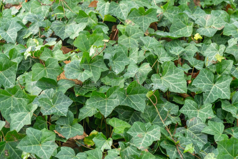 Green Hedera Ivy Ivies Plants Creating a Texture Background Stock Photo ...