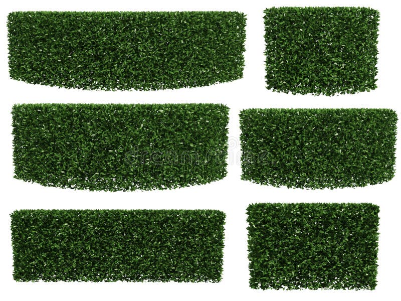 Green hedge stock illustration. Illustration of leaf - 13192082