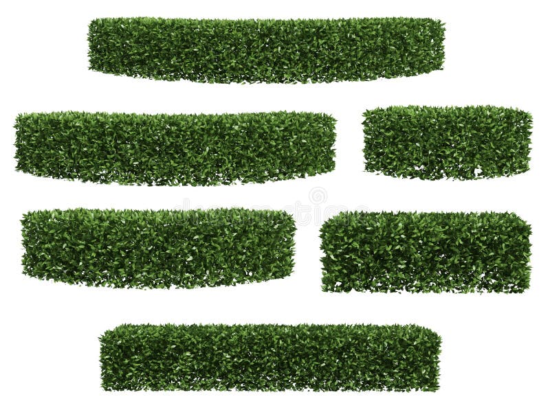 Green hedge stock illustration. Illustration of leaf - 13192082