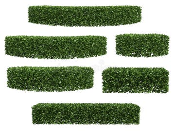 Green hedge stock illustration. Illustration of leaf - 13192082