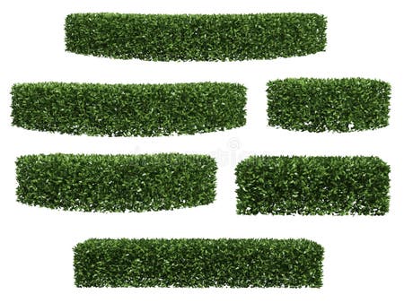 Green hedge stock illustration. Illustration of leaf - 13192082