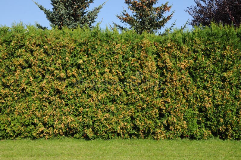 Green hedge stock photo. Image of green, lawn, textured - 16073118