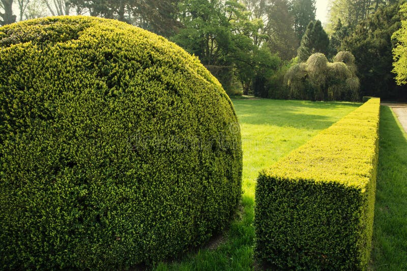 Green hedge stock photo. Image of beauty, april, ball - 41957206