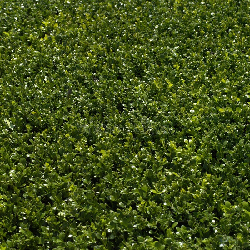Green hedge stock image. Image of meticulous, beauty - 47134015