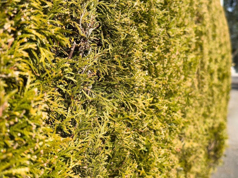 Green Hedge with Dense Foliage in Sunlight Along Pathway Stock Photo ...