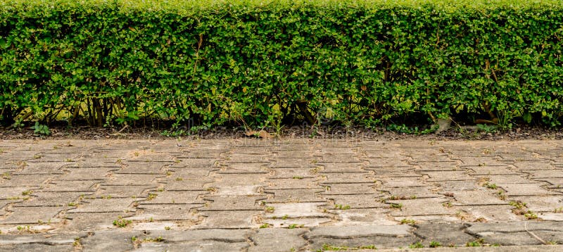 1,513 Block Hedge Photos - Free & Royalty-Free Stock Photos from Dreamstime