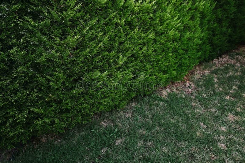 Green Hedge Fence with Green Grass Floor Stock Photo - Image of natural ...