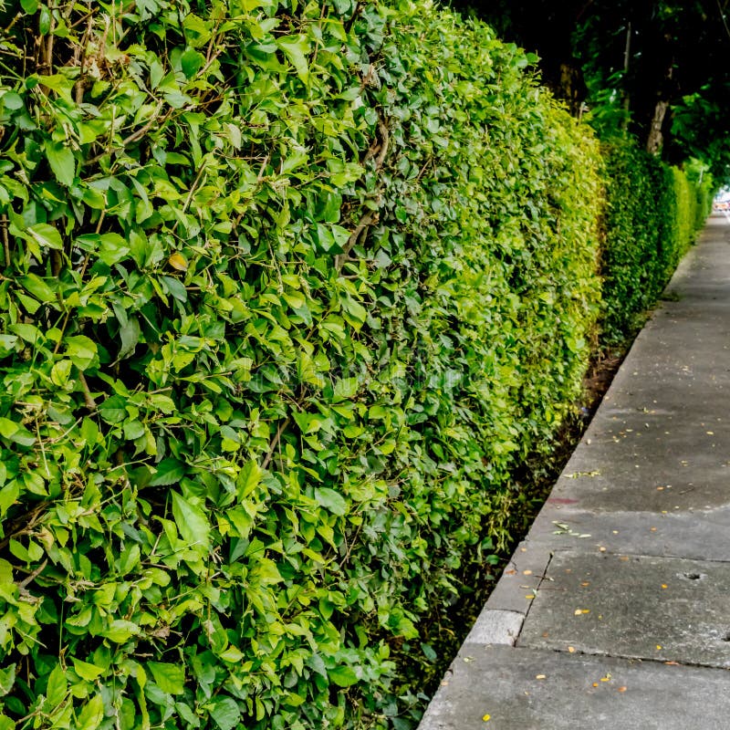 1,571 Block Hedge Stock Photos - Free & Royalty-Free Stock Photos from ...