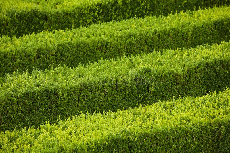 Hedge Plan View Stock Photos - Free & Royalty-Free Stock Photos from ...