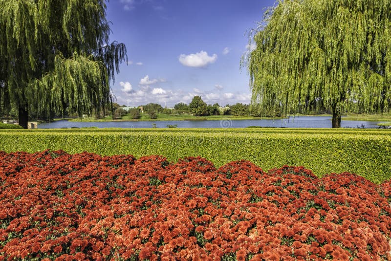 Green hedge with flowers stock photo. Image of herb, park - 35502634
