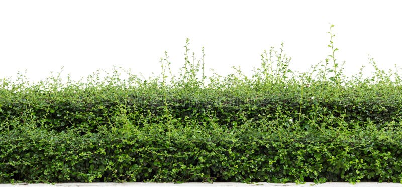 Green hedge isolated stock image. Image of lush, perfection - 97648501
