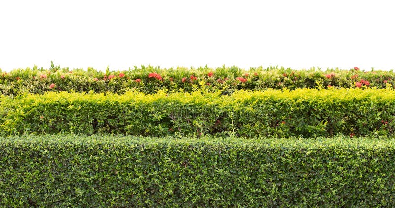 Green hedge isolated stock photo. Image of shrub, fence - 97648530