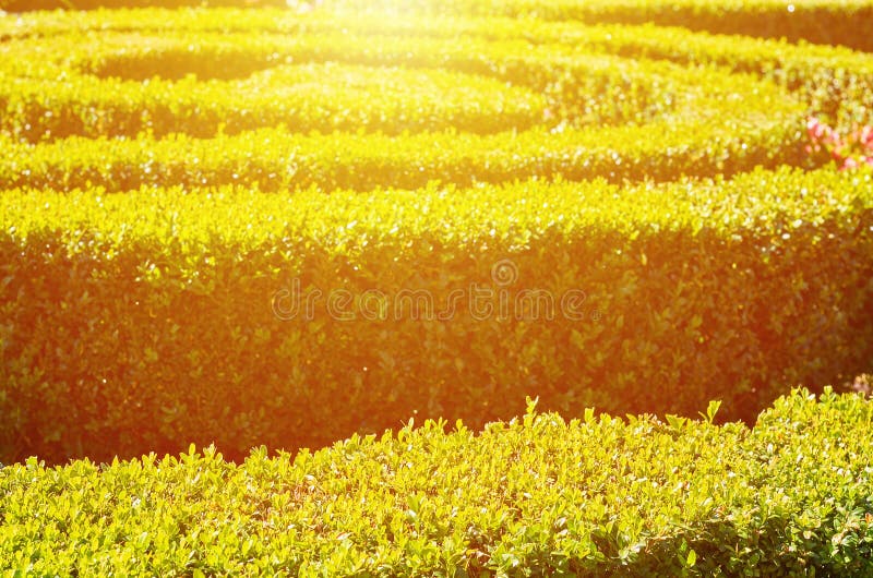 Green Hedge Labyrinth with Sunlight. Stock Photo - Image of nature ...