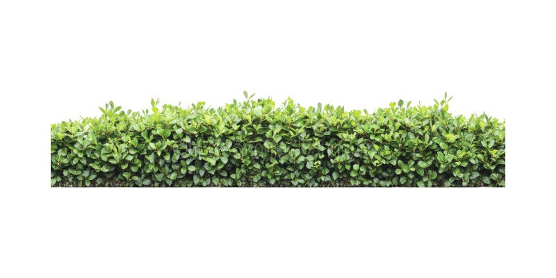 Green Hedge. Landscaping and Garden Design Element Isolated on ...