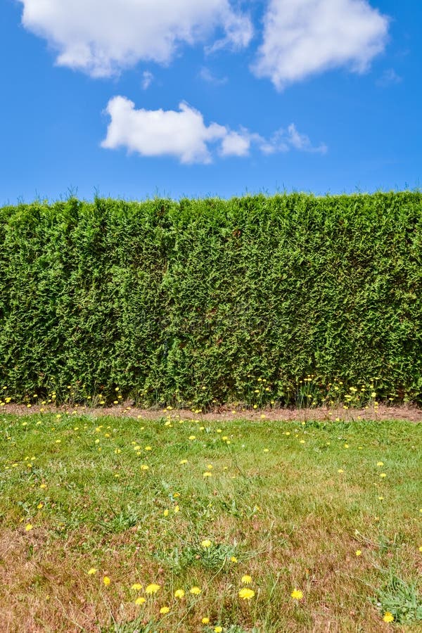 Green Hedge Fence on Land Terrace in Front of a House. Stock Image ...
