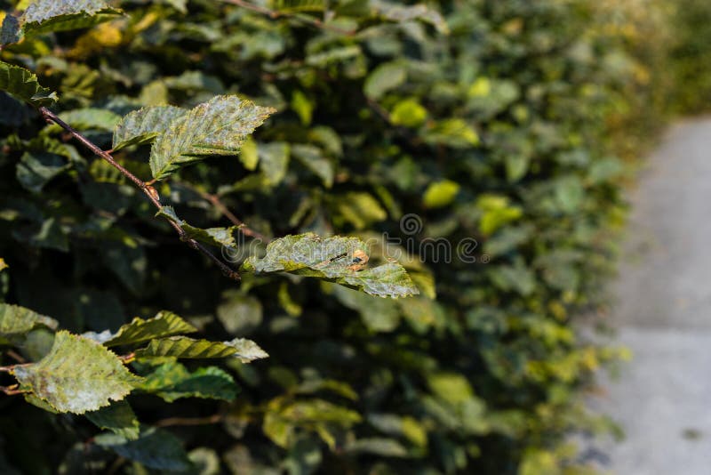 Green Hedge Outdoor Side View Background Stock Image - Image of ...