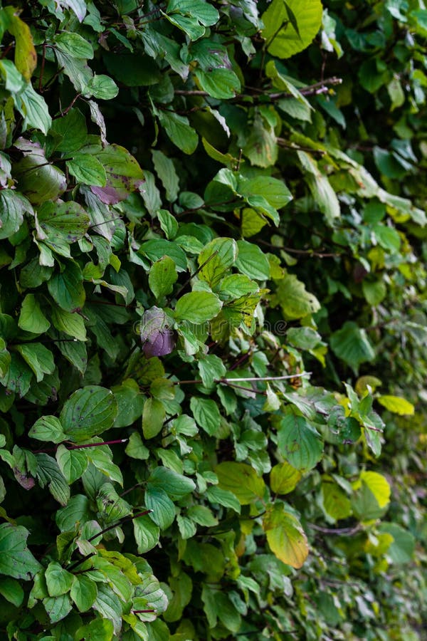 Green Hedge Outdoor Side View Background Stock Photo - Image of hobby ...