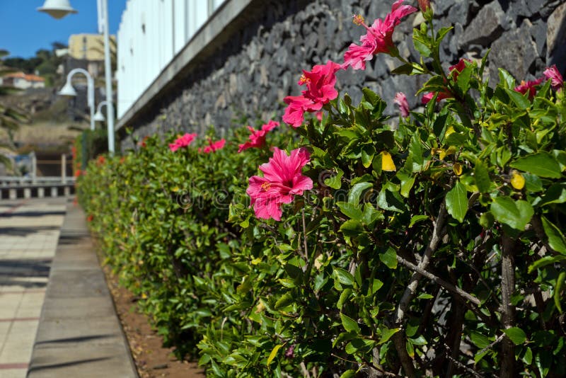 Green Hedge with Red Hibiscus Flowers Stock Photo - Image of ...