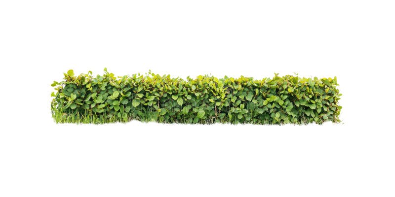 Green Hedge Row with Dense Leaves Isolated on Transparent Background ...