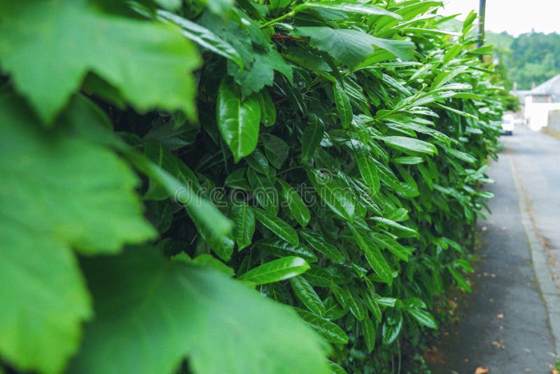 Green Hedge, Scotland Europe Stock Photo - Image of mountain, landmark ...