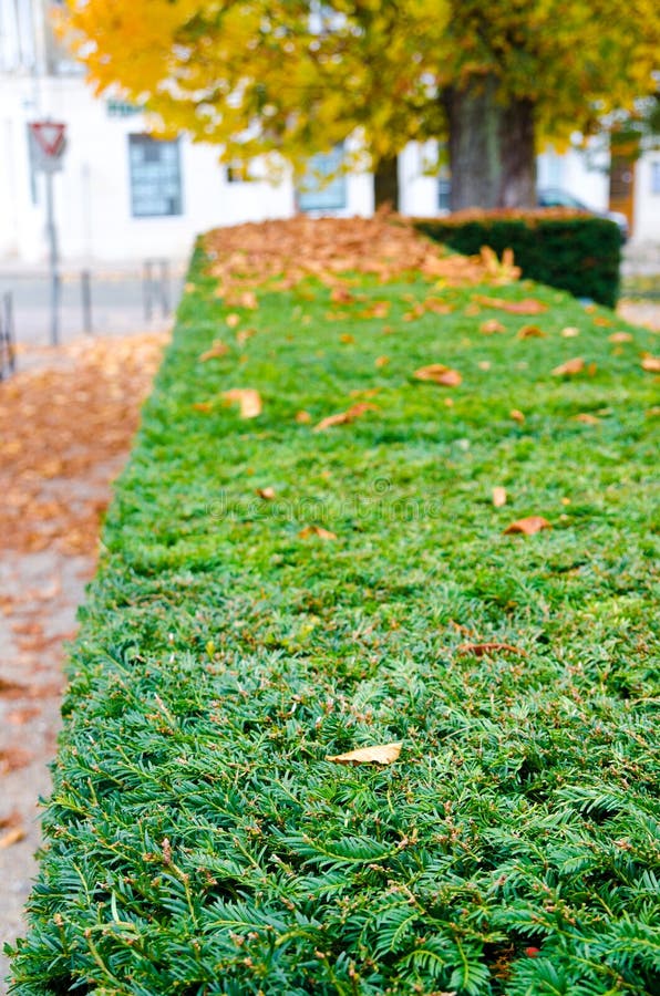 Green hedge stock photo. Image of house, green, fragment - 35150232