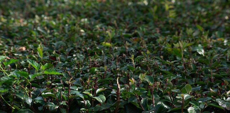 Green Hedge Surface is Macro Stock Image - Image of growth, defence ...