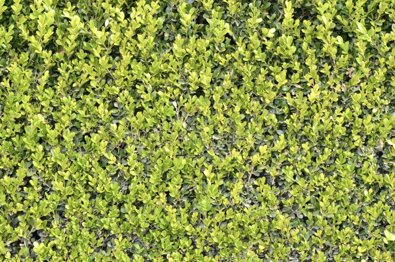 Green hedge texture stock photo. Image of detailed, leaves - 32998078