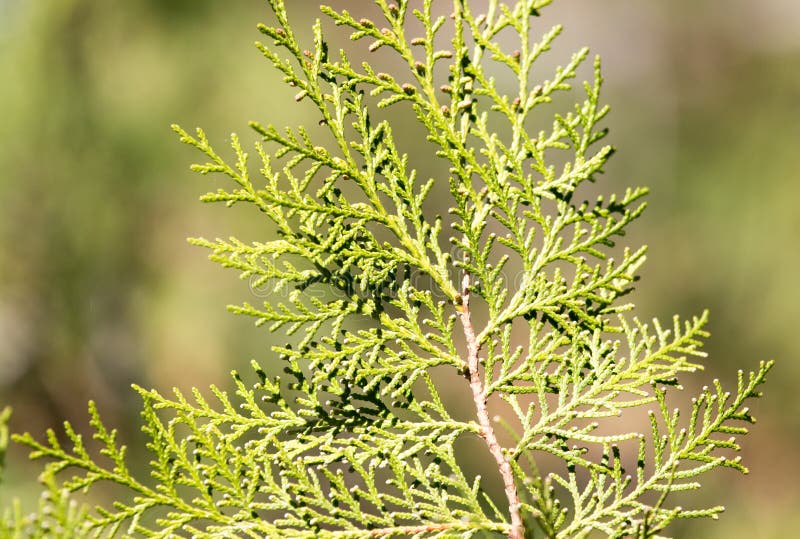 Green Hedge of Thuja Trees stock image. Image of botanical - 101447571