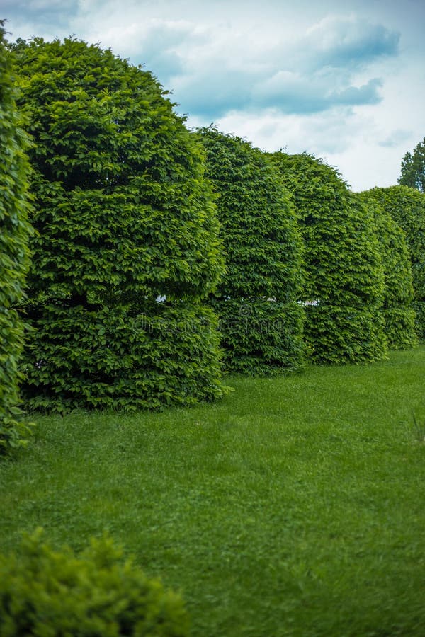 Green hedge of thuja trees stock photo. Image of detail - 148947296