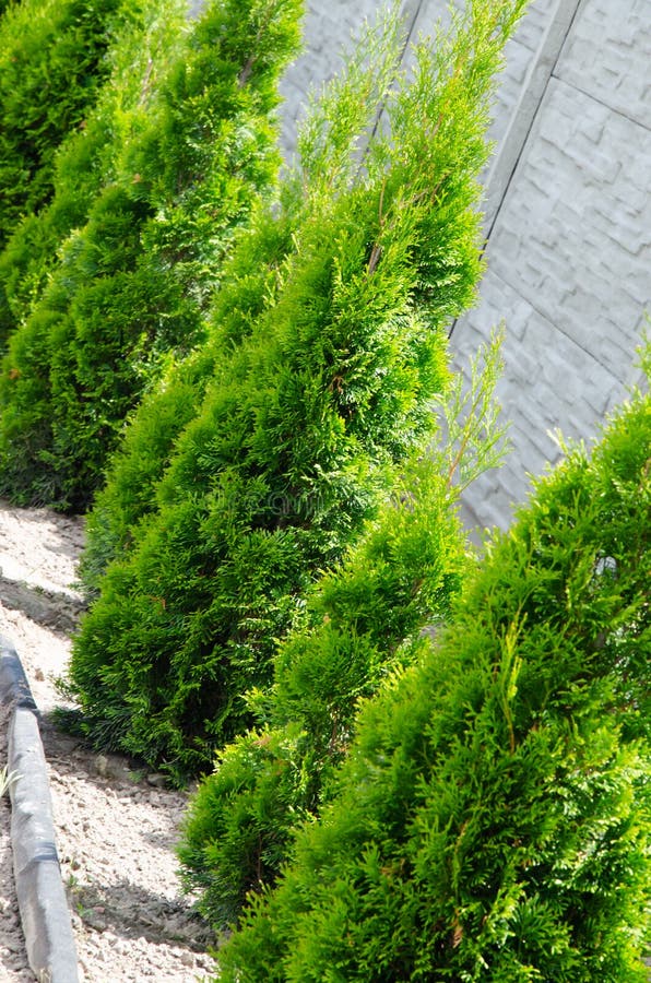 Green Hedge of Thuja Trees. Green Hedge of the Tui Tree. Nature ...