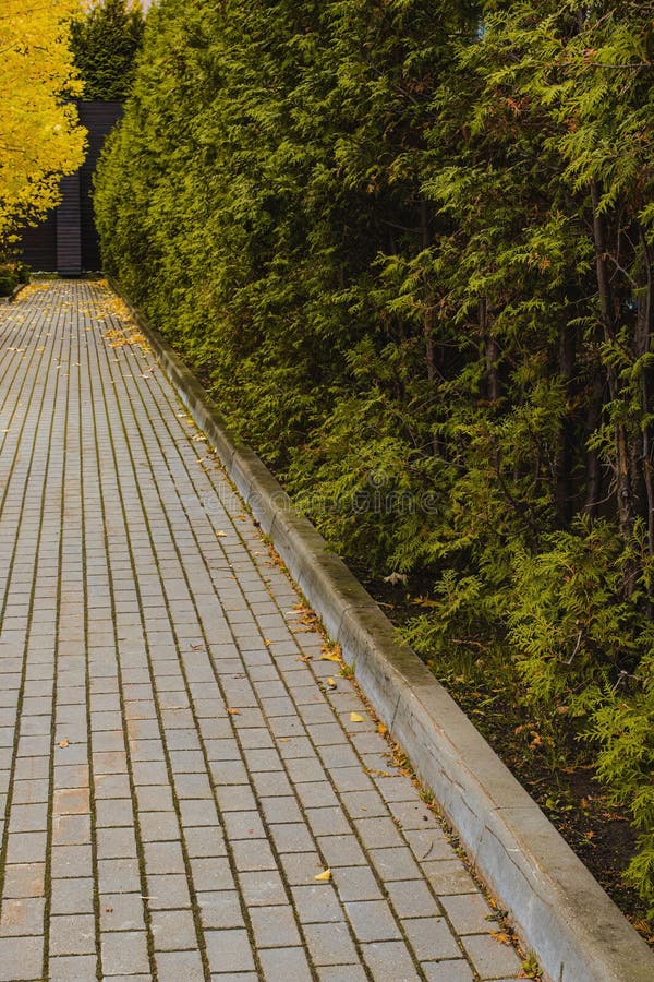 Green Hedge of Thujas Along Side of Path Stock Image - Image of alley ...