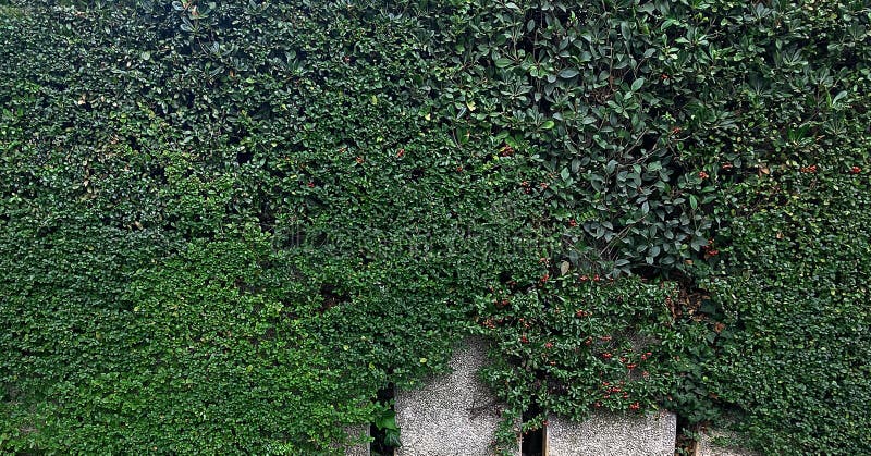 Green Hedge of Various Plants for Background or Wallpaper Image Stock ...